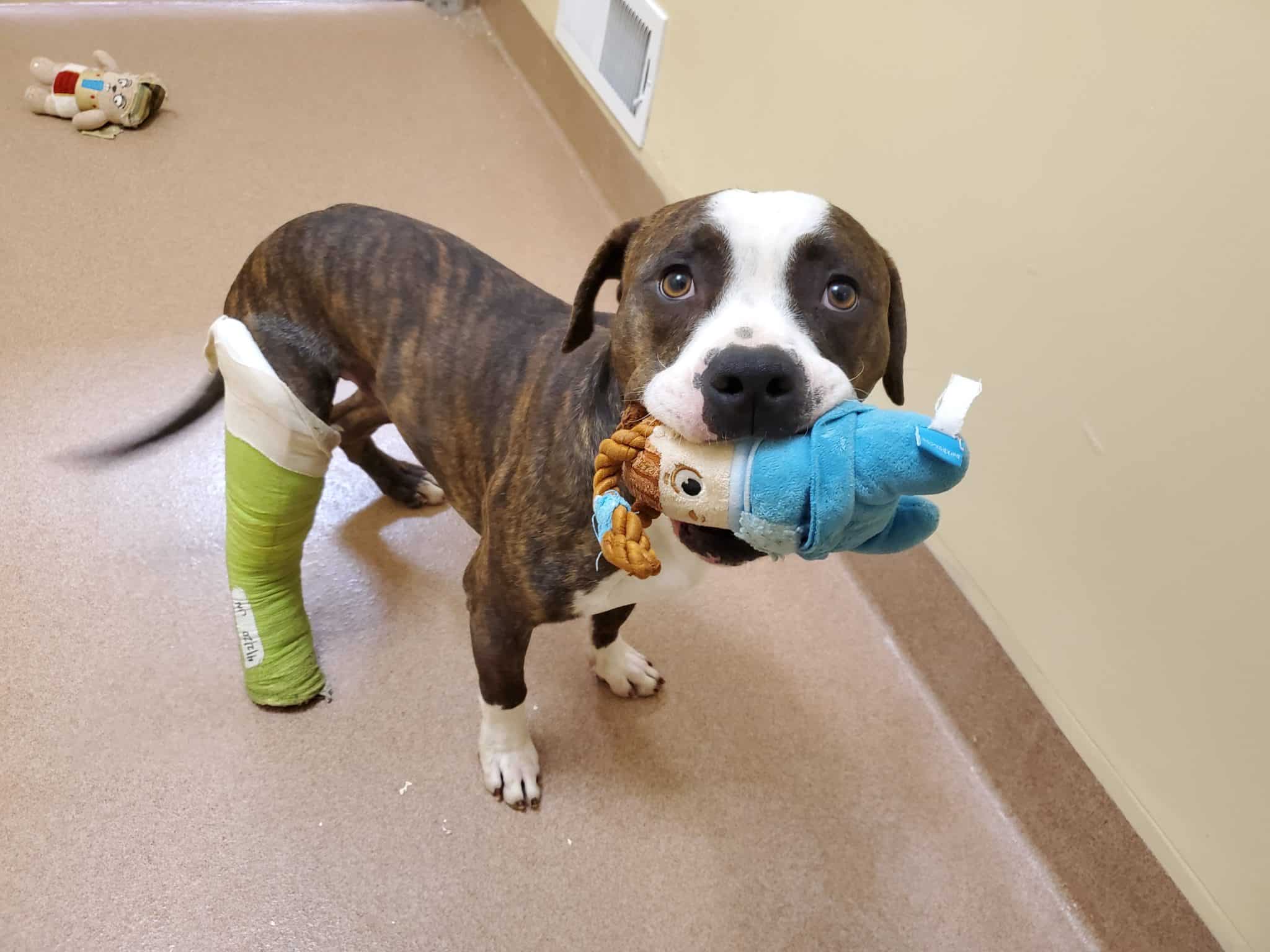 Programs - Joybound (formerly ARF)