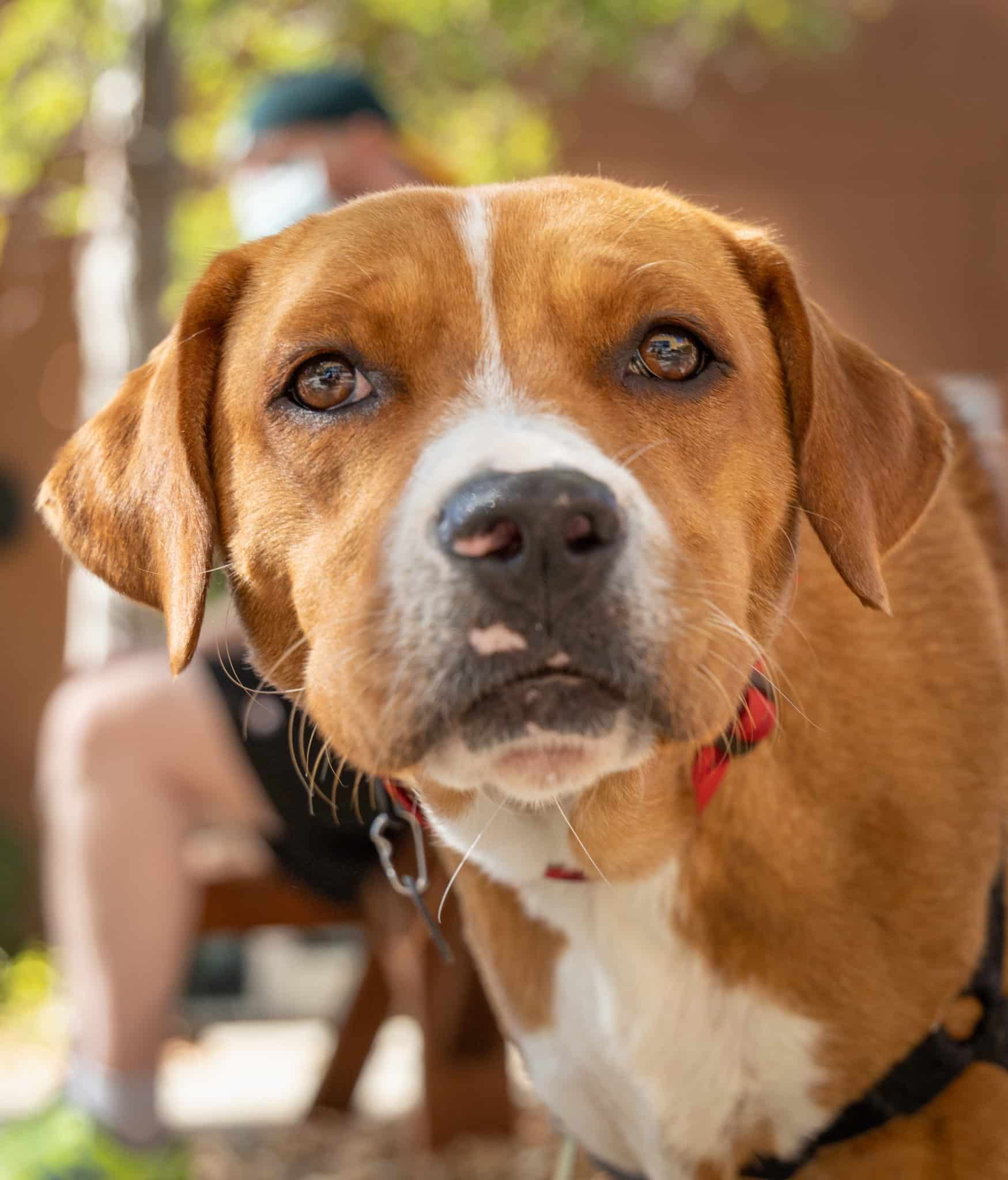 Programs - Joybound (formerly ARF)