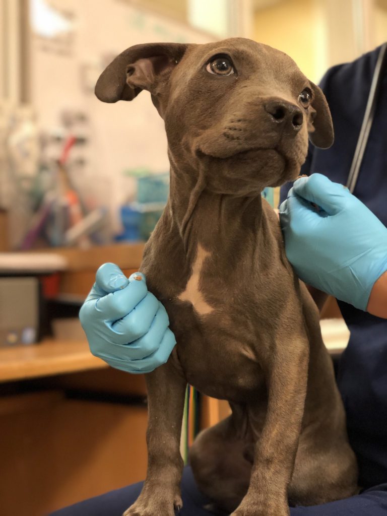 Programs - Joybound (formerly ARF)