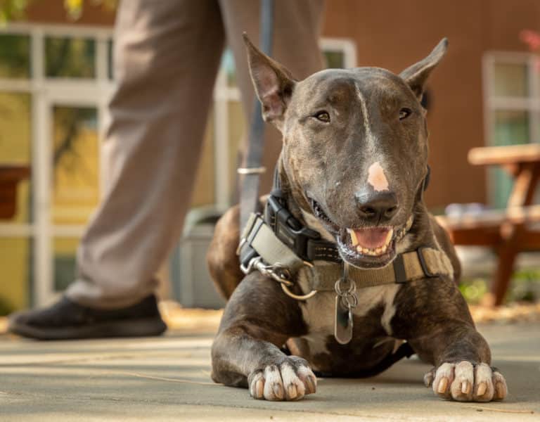 Programs - Joybound (formerly ARF)