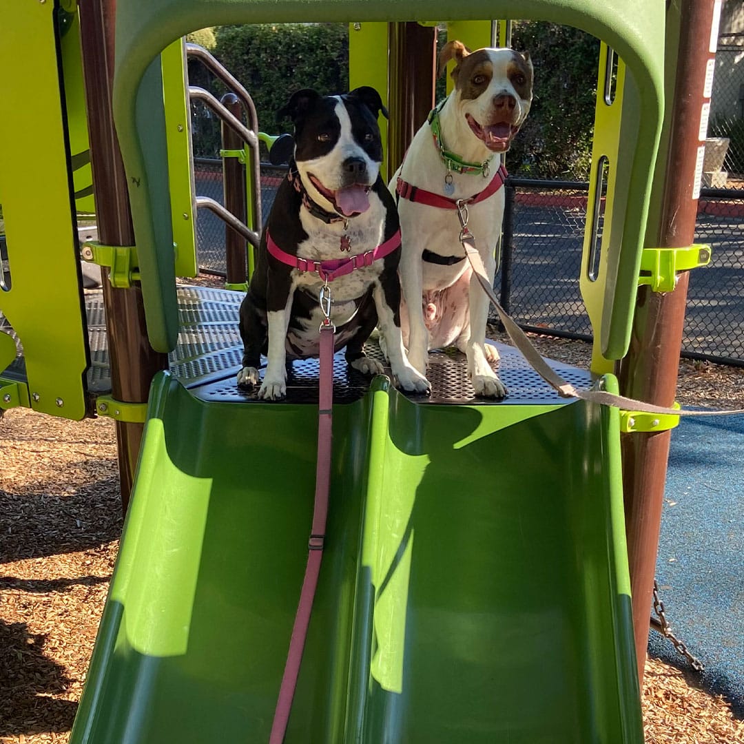 Foster Spotlight: Mie & Ember - Joybound (formerly ARF)