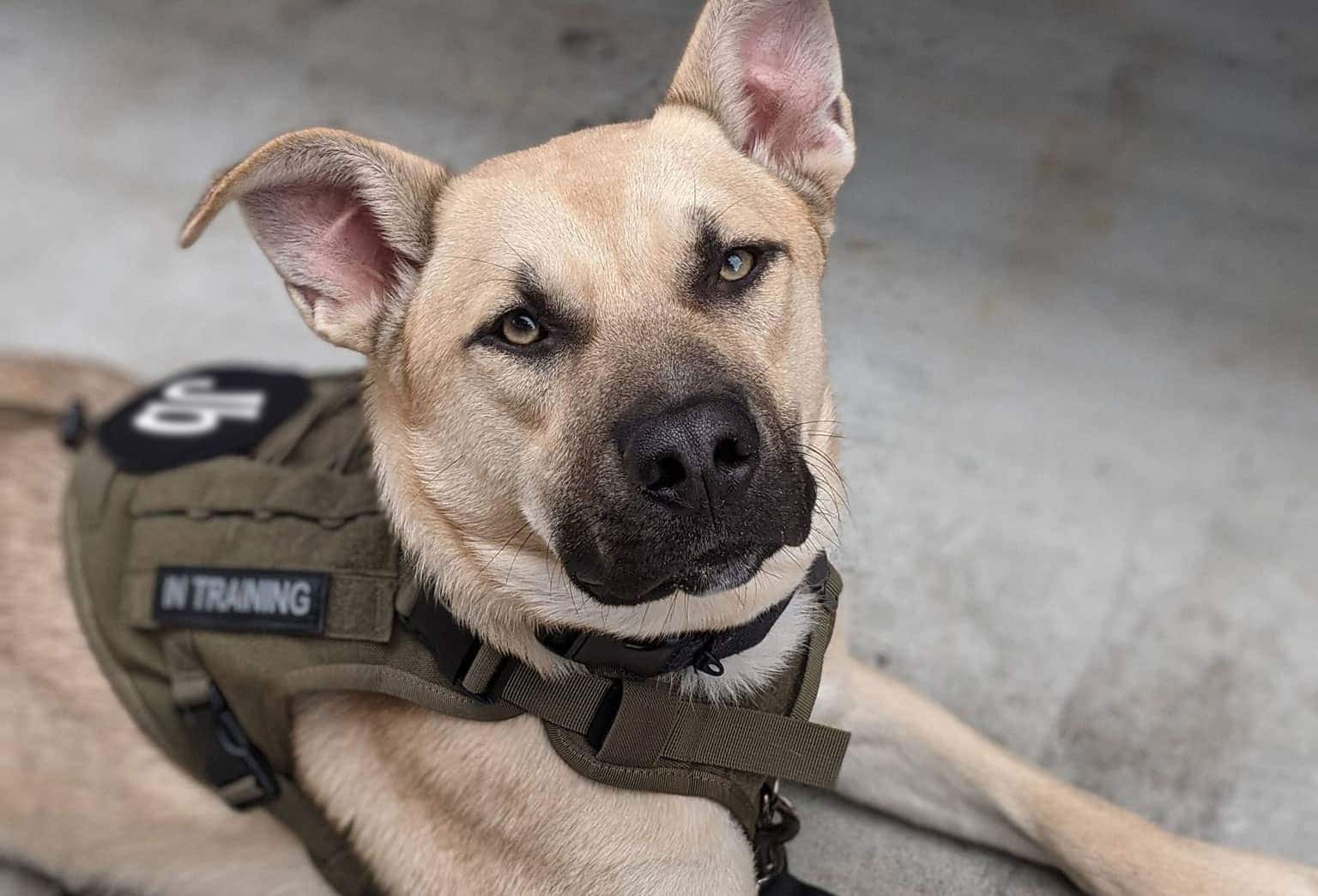 Service Dog Fostering - Joybound (formerly ARF)