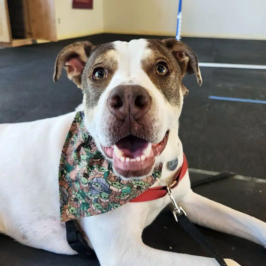 Adoption Update - Ember - Joybound (formerly ARF)